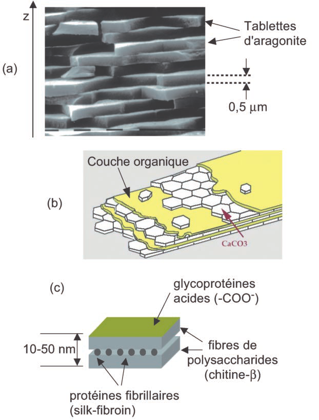 LA NACRE DE NACRICARE - Nacricare