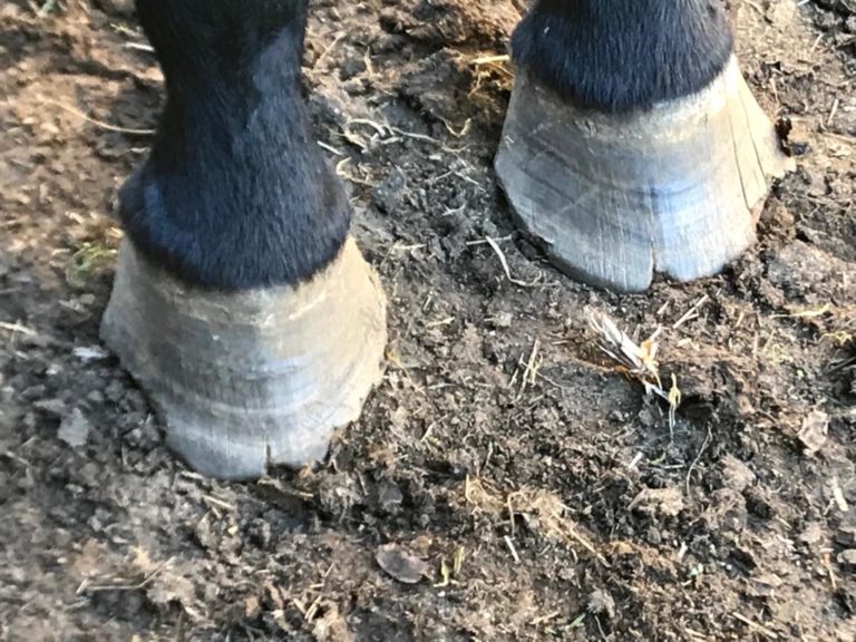 SABOT SEC, SEIME ET CORNE CASSANTE CHEZ LE CHEVAL - Nacricare